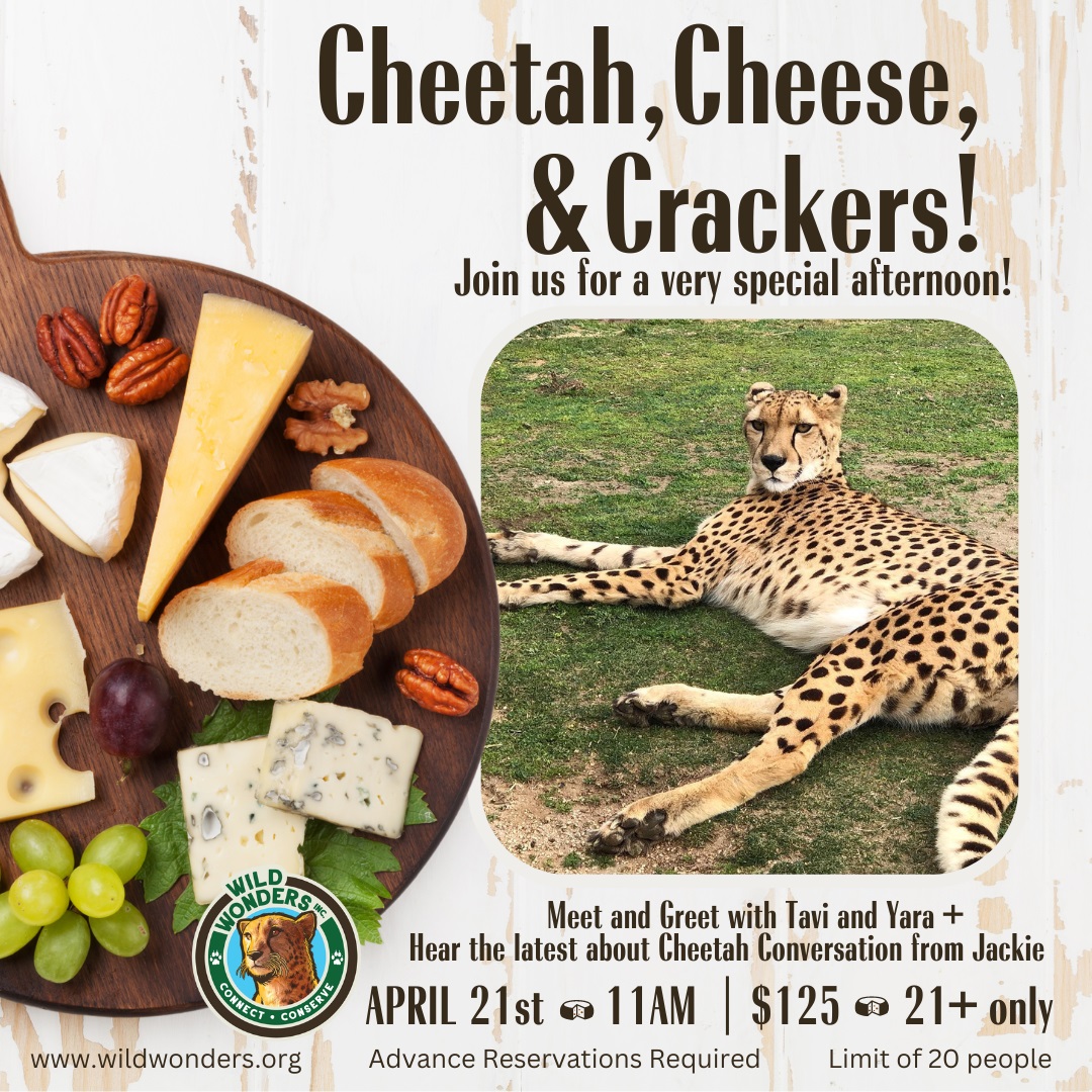 Cheetah, Cheese, and Crackers - Wild Wonders